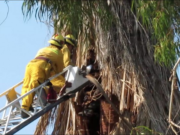 UPDATED: Man Killed In Tree Trimming Accident - Glendora, CA Patch UPDATED: Man Killed In Tree Trimming Accident - Glendora, CA Patch
