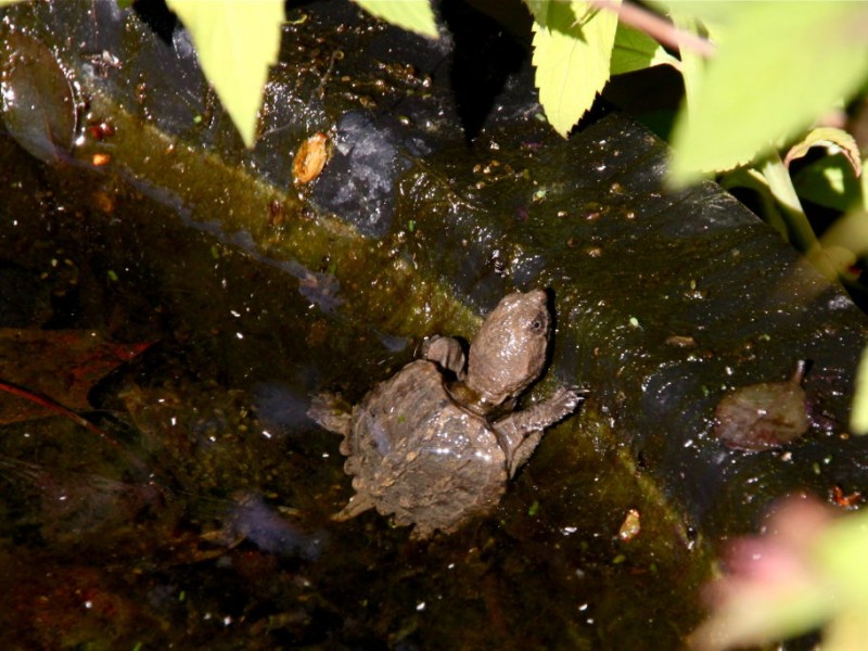Beware of the Turtle With the Long Tail | Emmaus, PA Patch