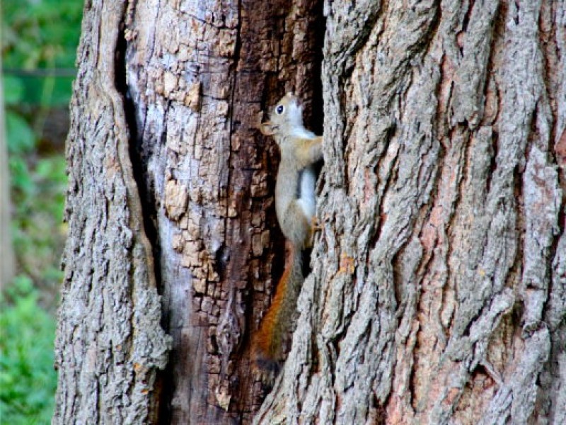 American red Squirrels are Small but Mighty | Emmaus, PA Patch