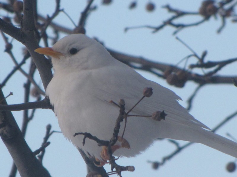 Video of a Rare Bird: Albino Robin is Making his Home in Strongsville ...