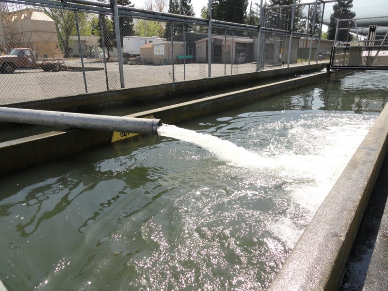 Nimbus Fish Hatchery Annually Produces Millions of Fish | Fair Oaks, CA ...