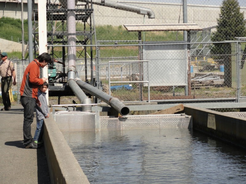 Nimbus Fish Hatchery Annually Produces Millions of Fish | Fair Oaks, CA ...