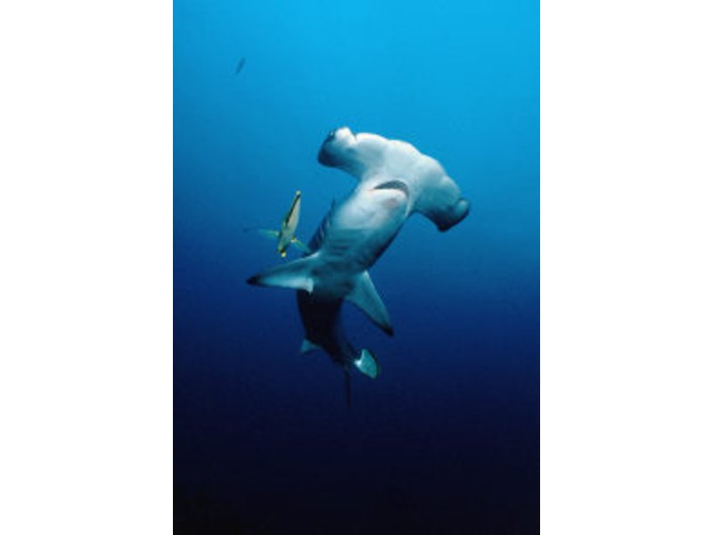 Tampa's 'Old Hitler' Spotlighted During Shark Week | Brandon, FL Patch