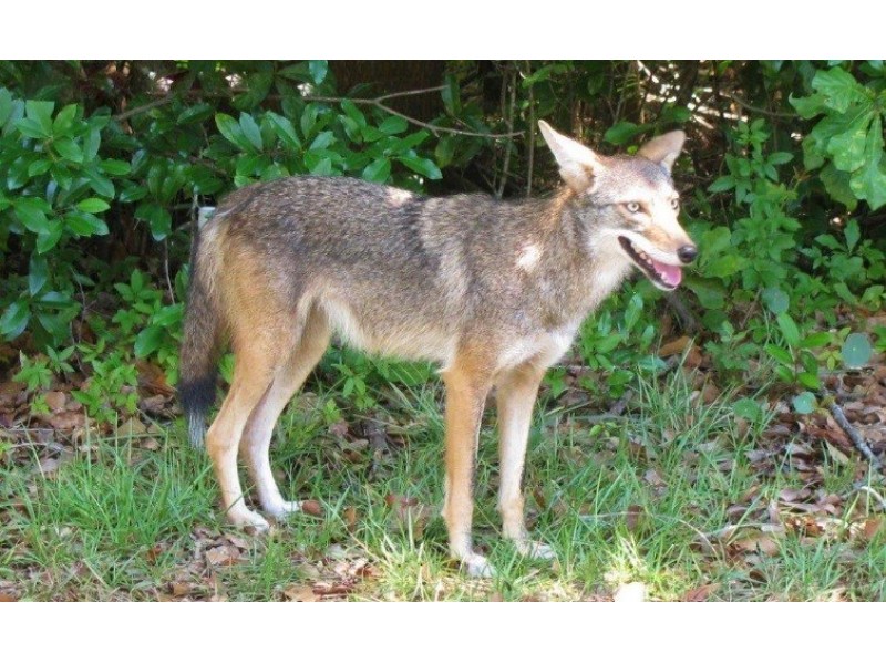 Coyotes On the Move in Summertime Florida | Land O' Lakes, FL Patch