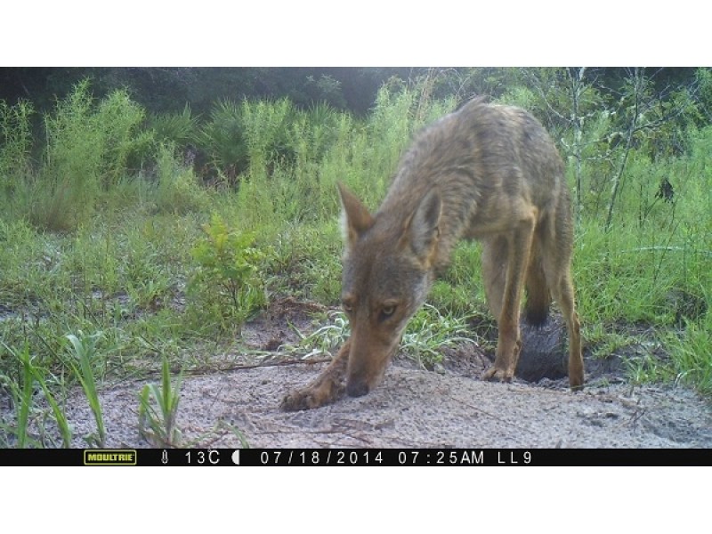 Coyotes On the Move in Summertime Florida | Land O' Lakes, FL Patch