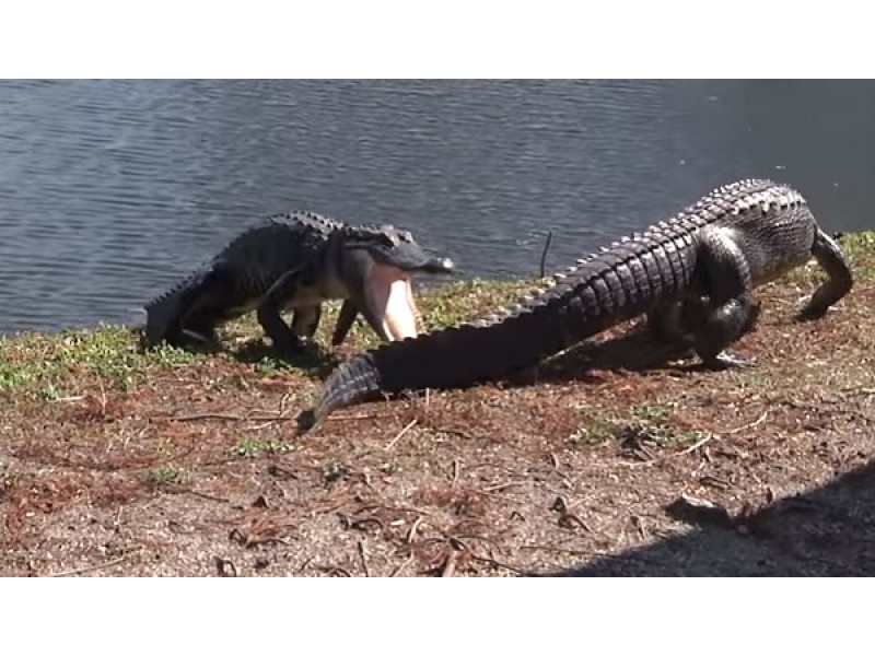 Dramatic Alligator Battle Caught On Video | Clearwater, FL Patch