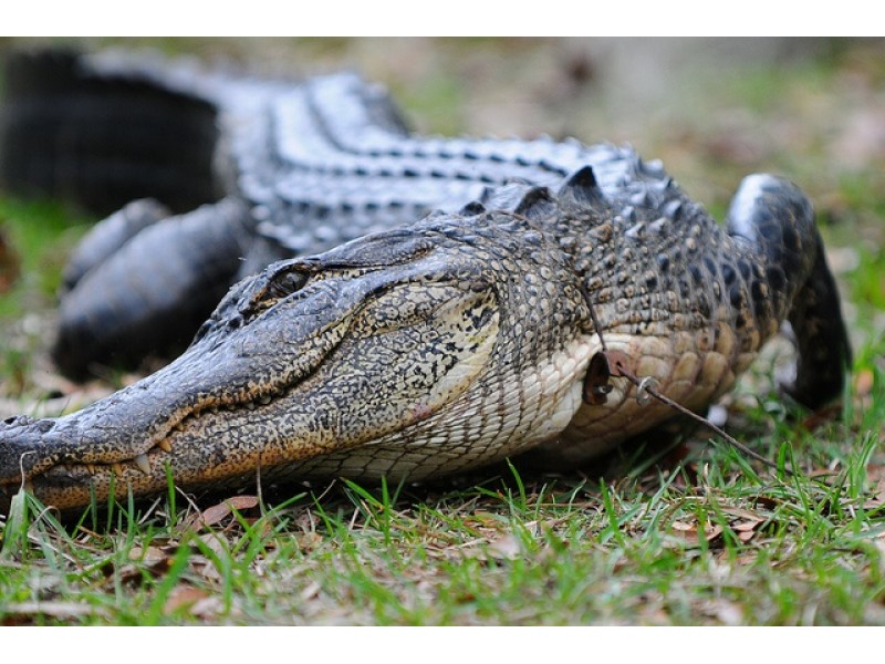 Gator Found With Human Body In Its Mouth | Brandon, FL Patch