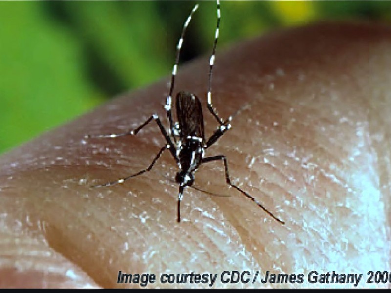 Asian Tiger Mosquito Spotted in SGV | Monrovia, CA Patch