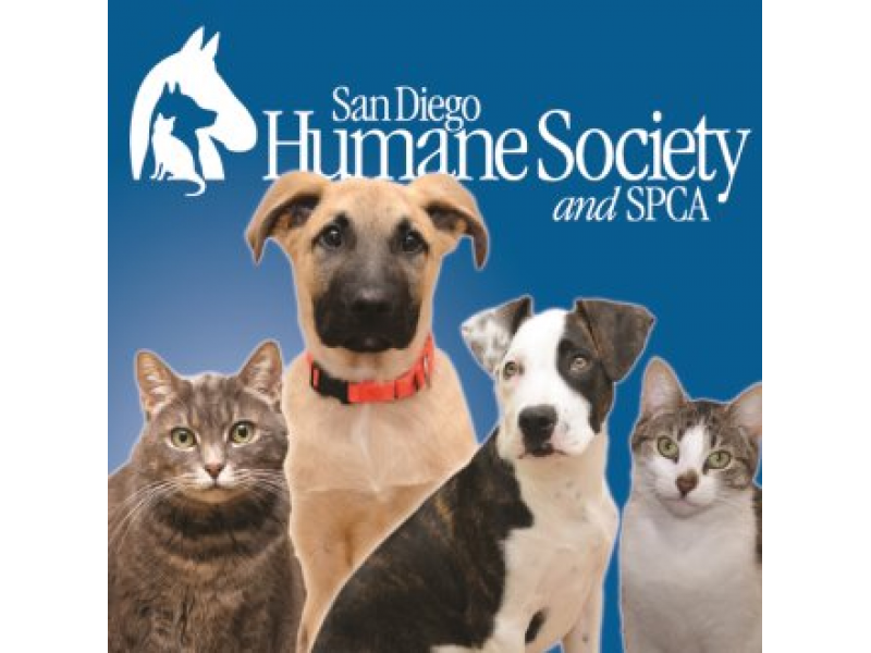 SPCA and SD Humane Society Offer Veterans a Special Deal | Oceanside ...