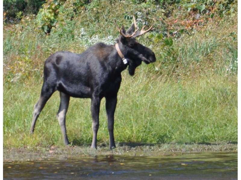 Moose Spotted in Collinsville | Canton, CT Patch