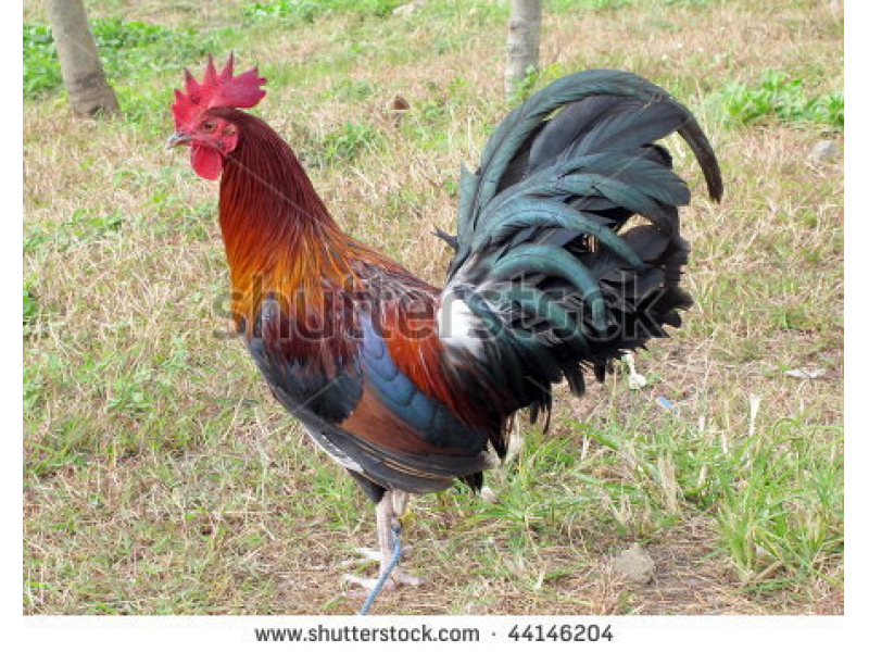 One Rooster Per Household | Montrose, CA Patch