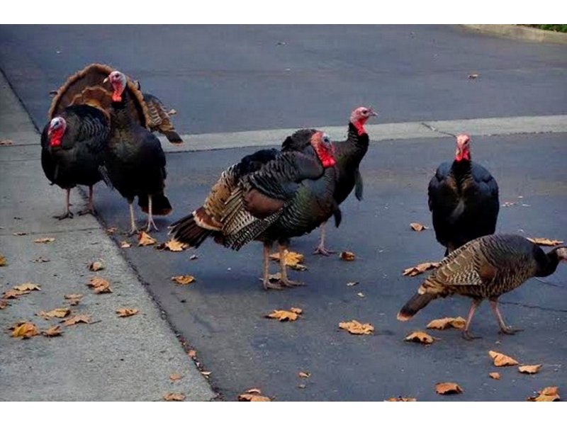 More Wild Turkey Attacks in Brookline | Brookline, MA Patch