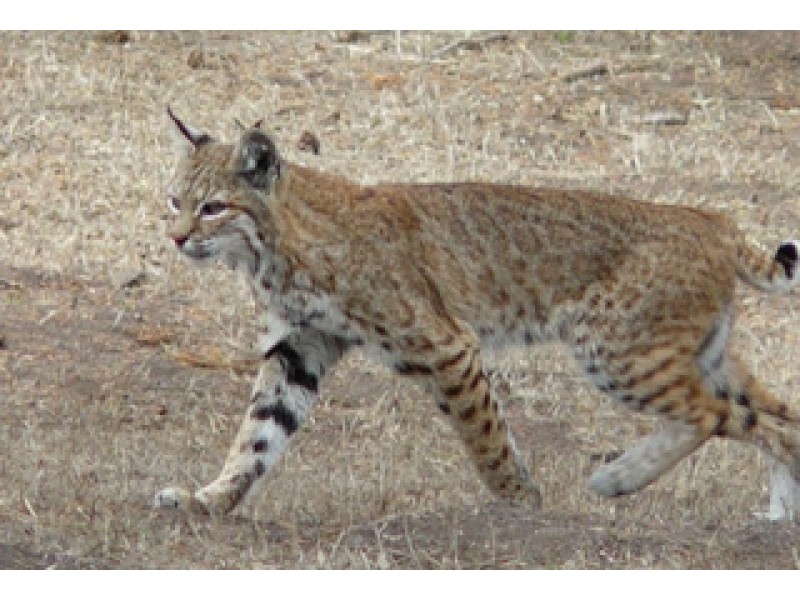 NH Bobcat Hunting Approved | Nashua, NH Patch