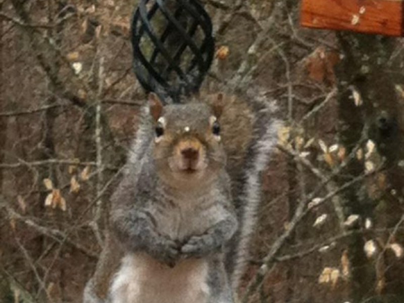 Angry Squirrel Lunges at Cancer Patient | Woodstock, GA Patch