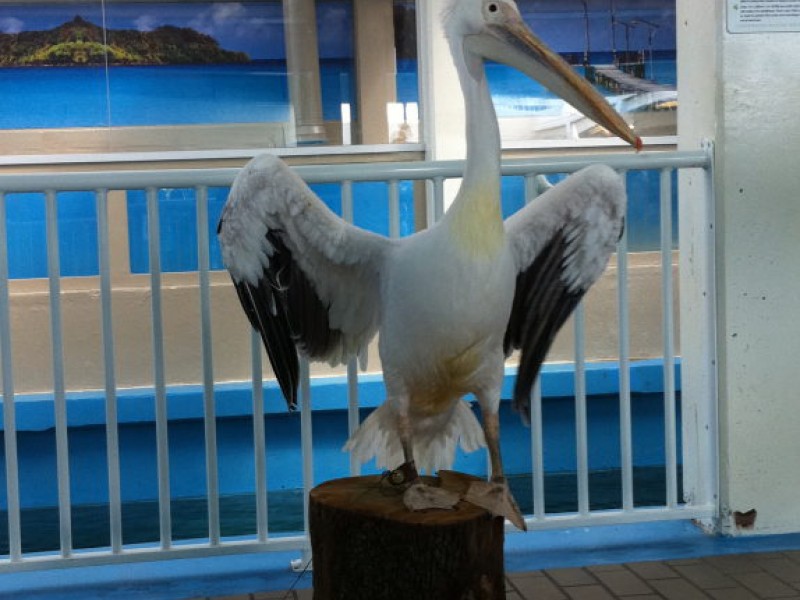 Rufus Comes to Clearwater Marine Aquarium | Clearwater, FL Patch