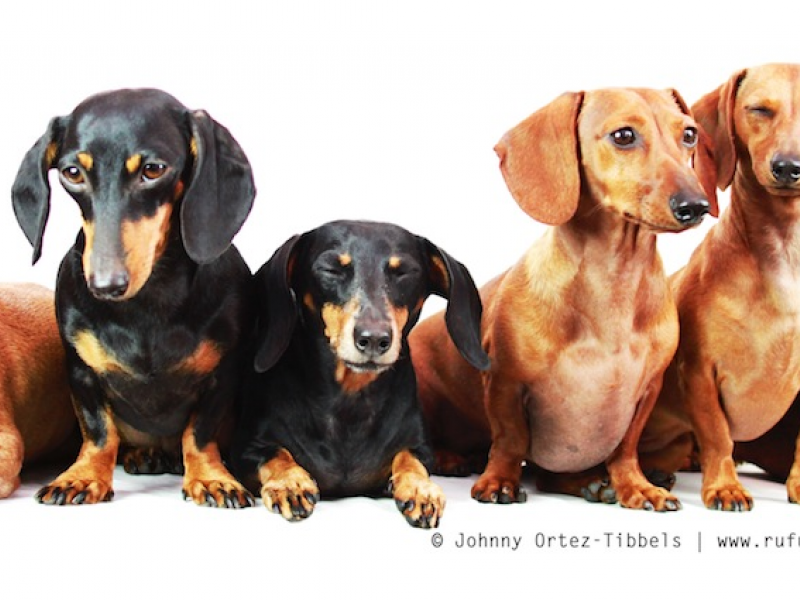 Wiener Dog Wednesday, It's a Party Pack | Studio City, CA Patch