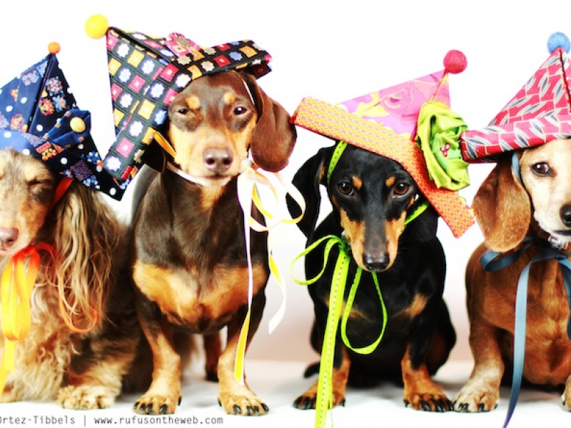 Wiener Dog Wednesday, It's a Party Pack | Studio City, CA Patch