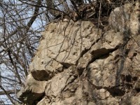 Geologic Gem: Tosa Eyes Ownership of Ancient Reef | Wauwatosa, WI Patch