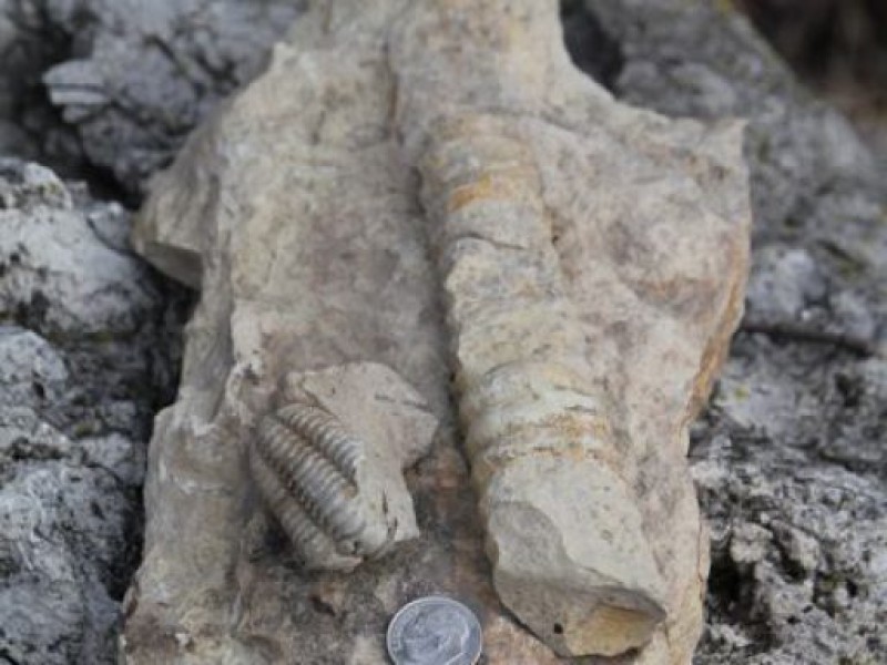 Geologic Gem: Tosa Eyes Ownership of Ancient Reef | Wauwatosa, WI Patch