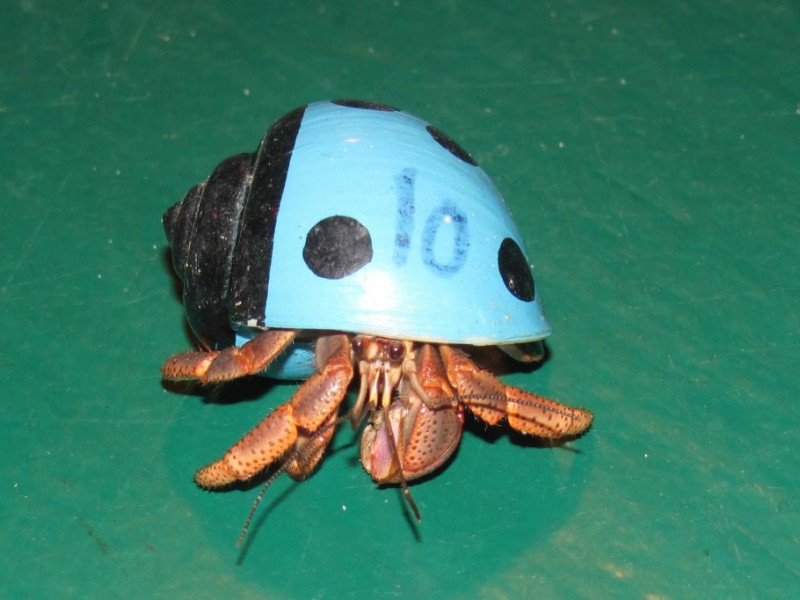 Hermit Crabs Race in Lakewood | Lakewood, OH Patch