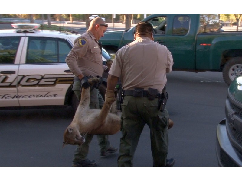150-Pound Mountain Lion Caught Roaming at Temecula Mall - Temecula, CA ...