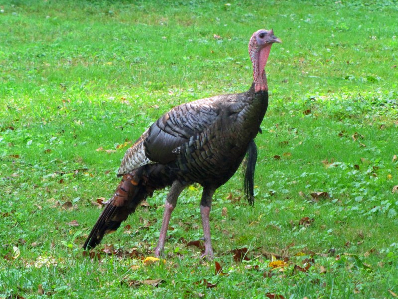 Wild Turkeys Prevalent Again in Pennsylvania After Nearly Vanishing ...