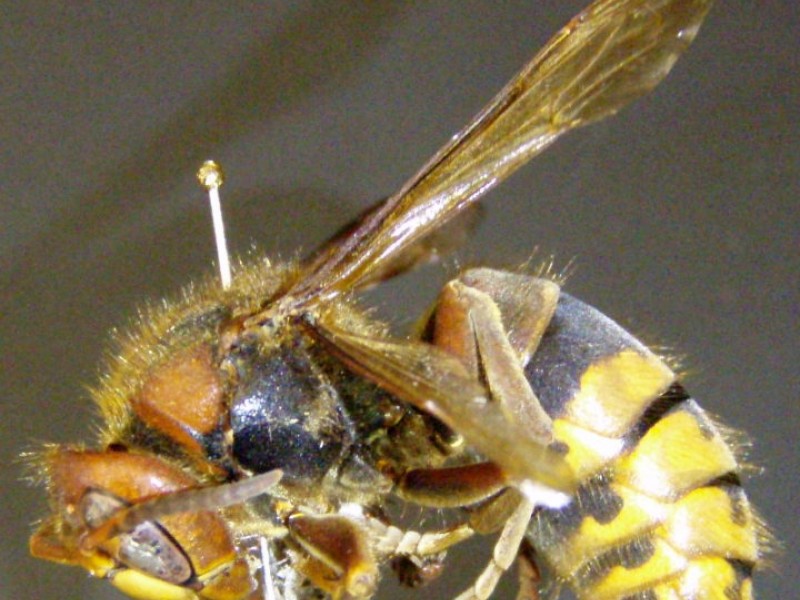 Cicada Killer Wasps: Gentle Giants | South Whitehall, PA Patch