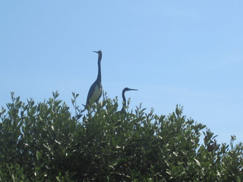 Destination Clearwater: Bird Island | Clearwater, FL Patch