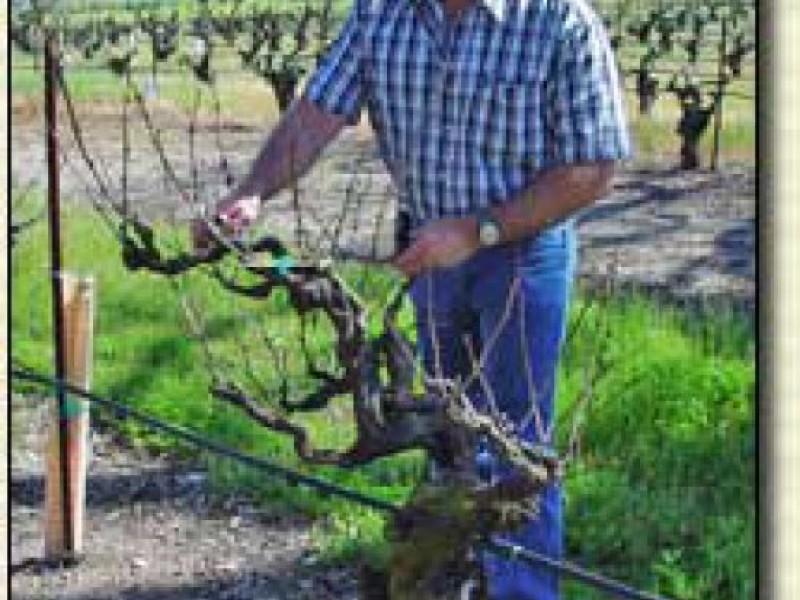Who's Who in Sonoma: Steve Ledson | Sonoma Valley, CA Patch