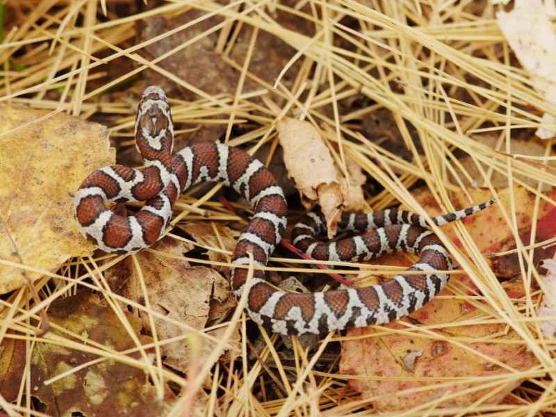Connecticut in 2013: Year of the Snake | Glastonbury, CT Patch