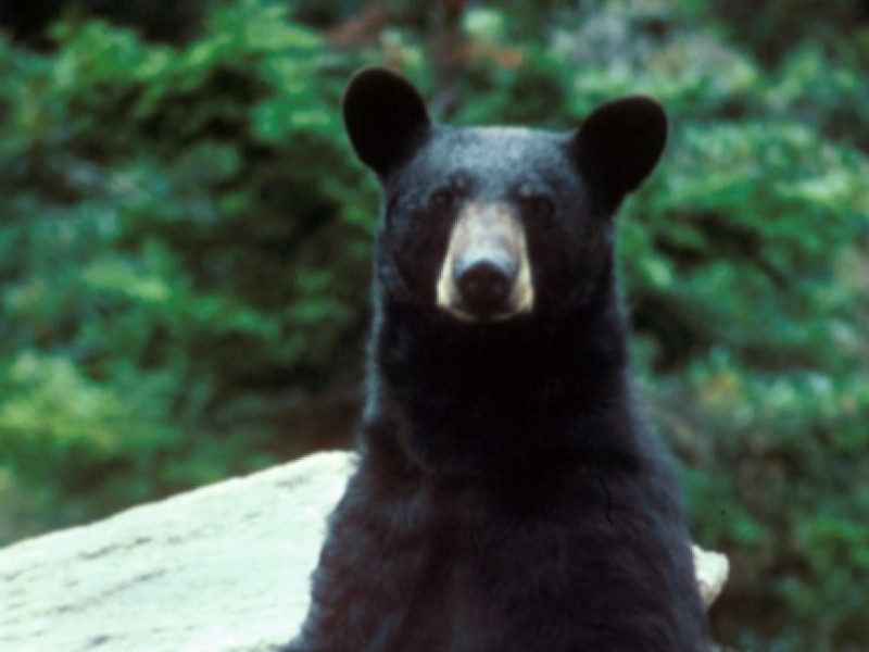 Connecticut Black Bears in Crosshairs Again | Simsbury, CT Patch