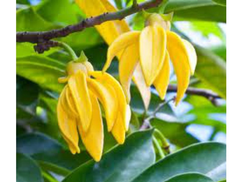 The Chanel No.5 Perfume Tree | Woodbury, MN Patch