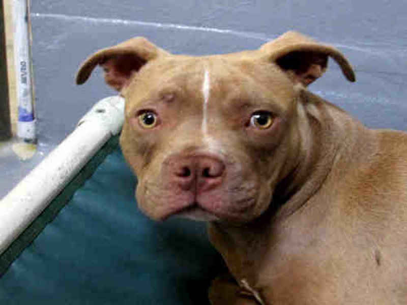 INTRODUCING: the handsome pit bull/boston terrier mix PRINCE BUG ...