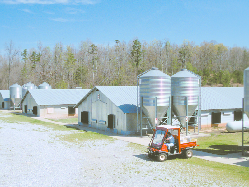 Springer Mountain Farms President Gus Arrendale Rules Chicken Roost ...
