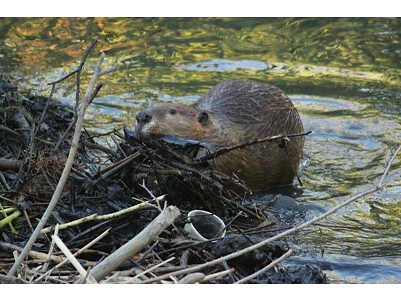 Stratford Puts Beavers on Notice | Stratford, CT Patch