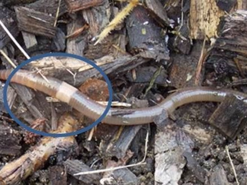 Take Our Invasive Worm Survey | Mansfield, CT Patch