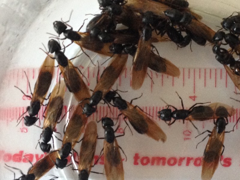 Carpenter ants are out in swarms - literally! | Kirkland, WA Patch
