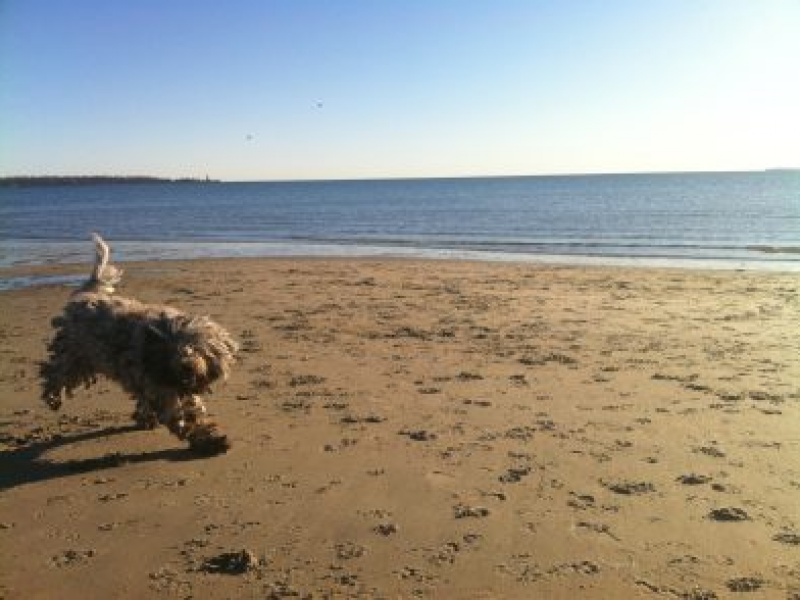 Dogs are allowed on the beach! | Rye, NY Patch