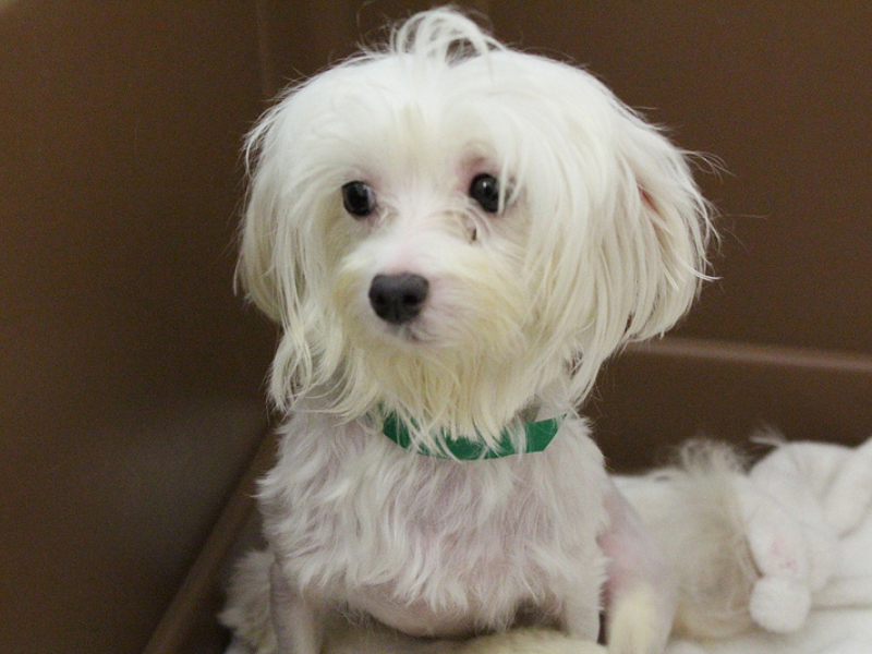Two Foster Homes Needed For Adult Maltese Dogs | Medfield, MA Patch