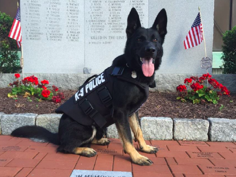Milford Police Department K9 Zeus Has Received a Bullet and Stab ...