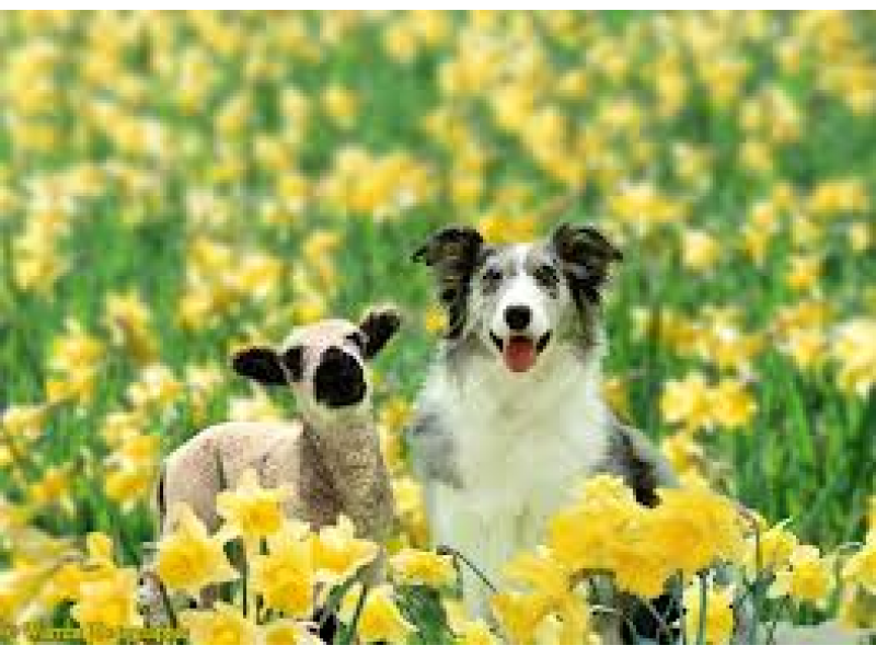 Tips For Keeping Pets Safe This Spring | Long Beach, NY Patch