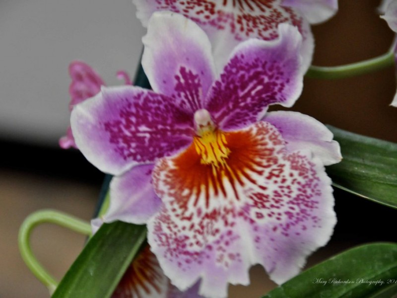 Day 183 - Photography - The Flaming Skull Orchid | Napa Valley, CA Patch