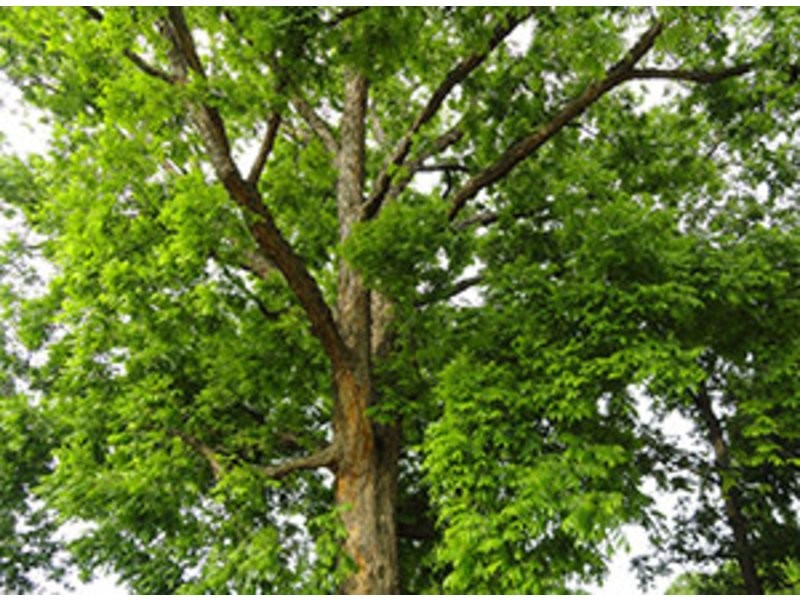 Free Tree Seedlings For Marlboro And Colts Neck Residents | Marlboro ...