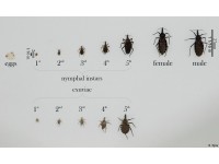 'Deadly Kissing Bugs' Reported in Texas: 6 Things You Should Know ...