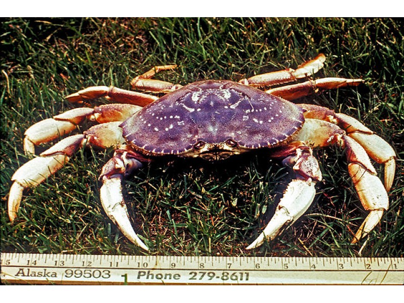 Officials Dont Eat Locally Caught Crabs Toxic Algae To Blame Rosemont Ca Patch