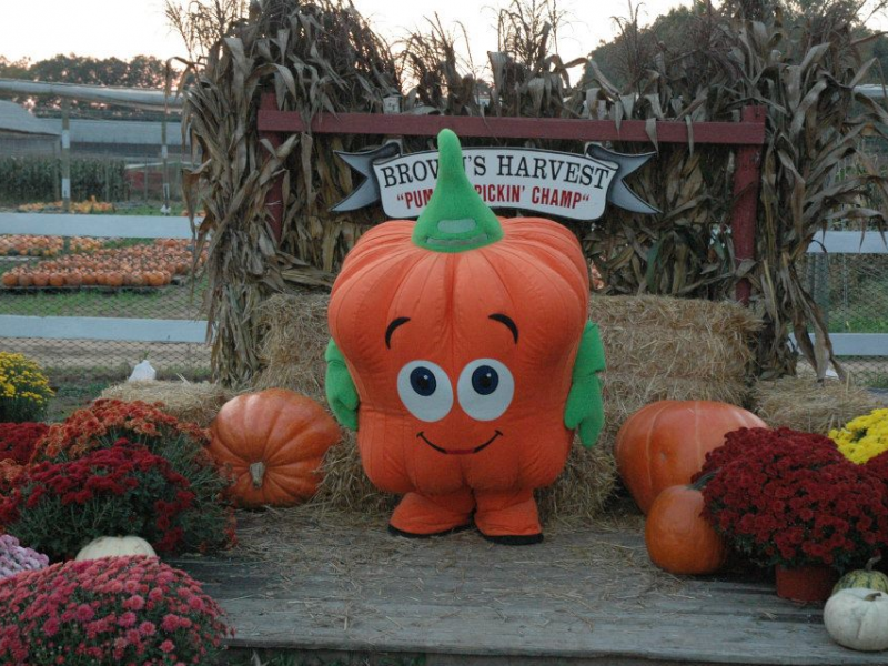 Meet Spookley the Square Pumpkin! | Windsor, CT Patch