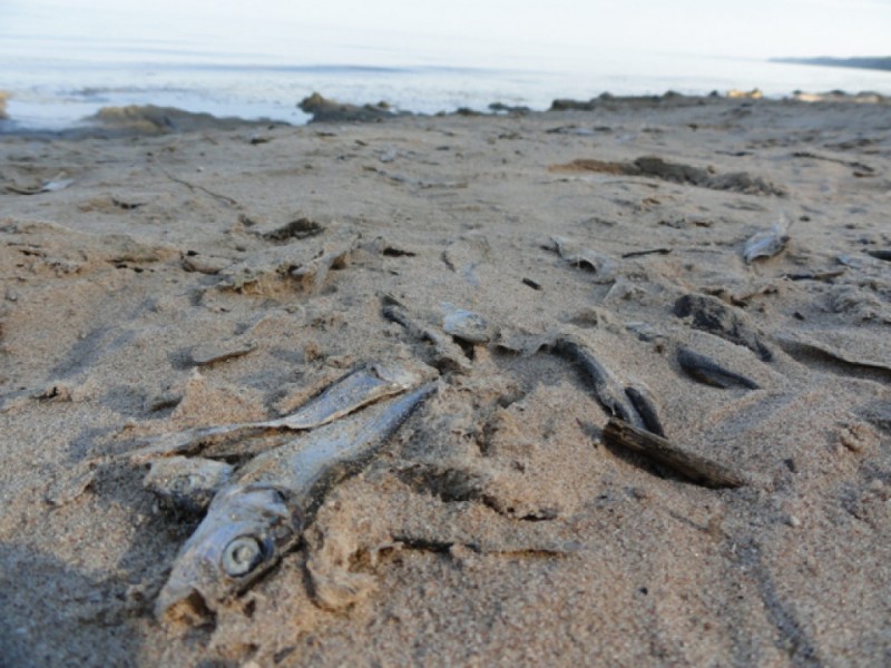 Little Dead Fish Help Keep Harbor Alive | Port Washington, WI Patch