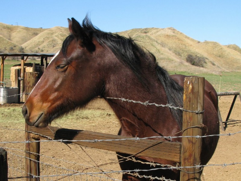 Wild Horses + Burros for Adoption at Sundance Ranch in S. Timoteo ...