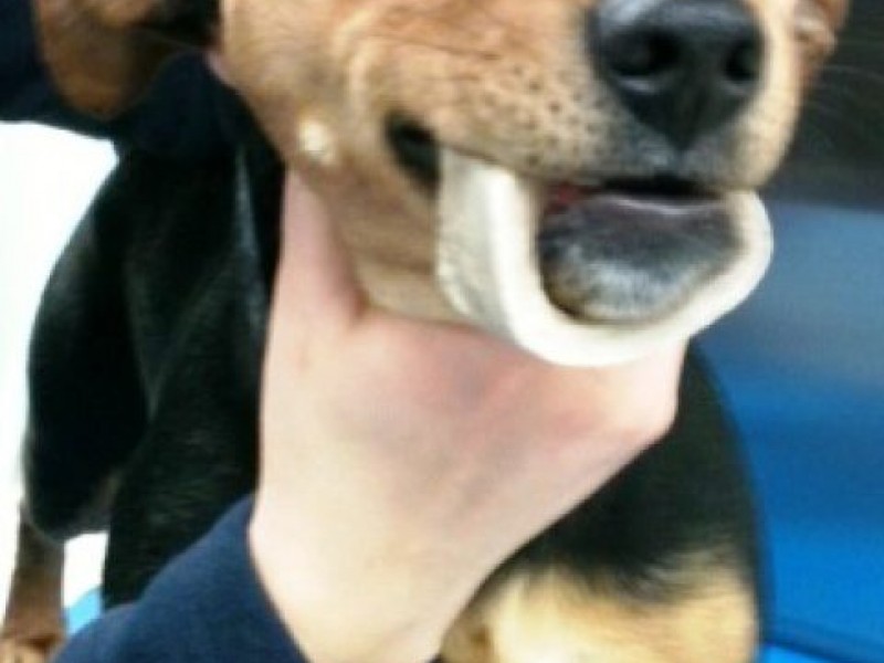 Emergency Doctors at Newtown Veterinary Specialists Skillfully Remove ...