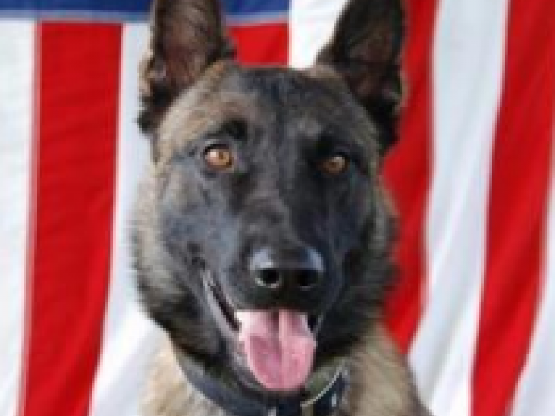 Police K9s Who Gave Their Lives to be Remembered | Milpitas, CA Patch
